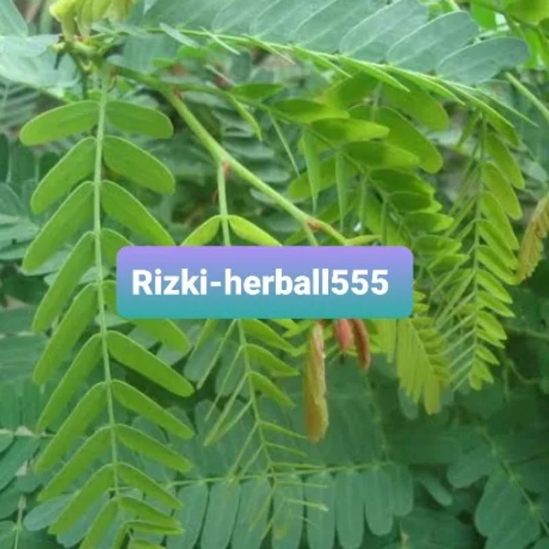 Jual daun asem jawa segar paket hemat 250 gram | Shopee Indonesia