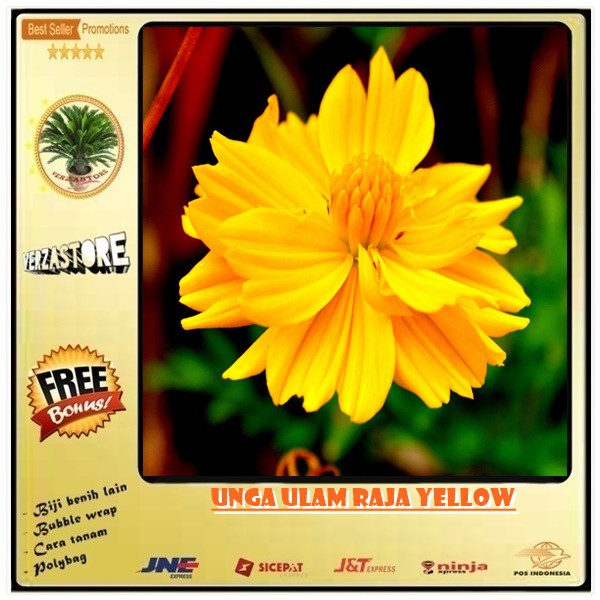 Jual Biji benih bunga ulam raja yellow promo /20 butir | Shopee Indonesia