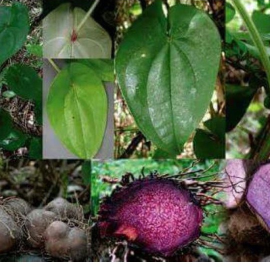 Jual PROMO BIBIT UWI unggu 1000g | Shopee Indonesia