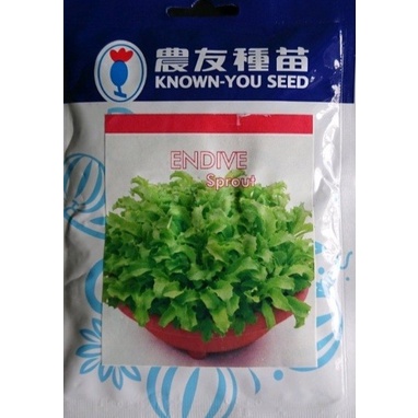 Jual SELADA ENDIVE 50 GRAM PACK BESAR benih biji endive sprout microgreen | Shopee Indonesia