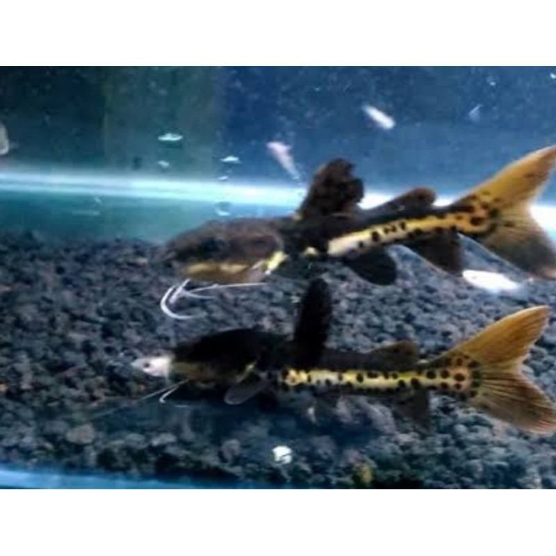 Jual ikan leopard catfish | Shopee Indonesia