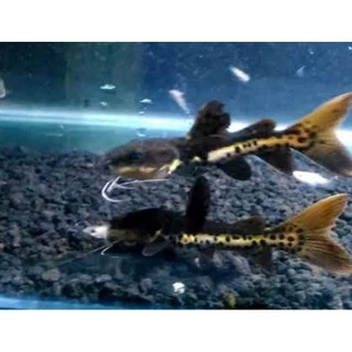 Jual ikan leopard catfish Harga Terbaik & Termurah Januari 2025 ...
