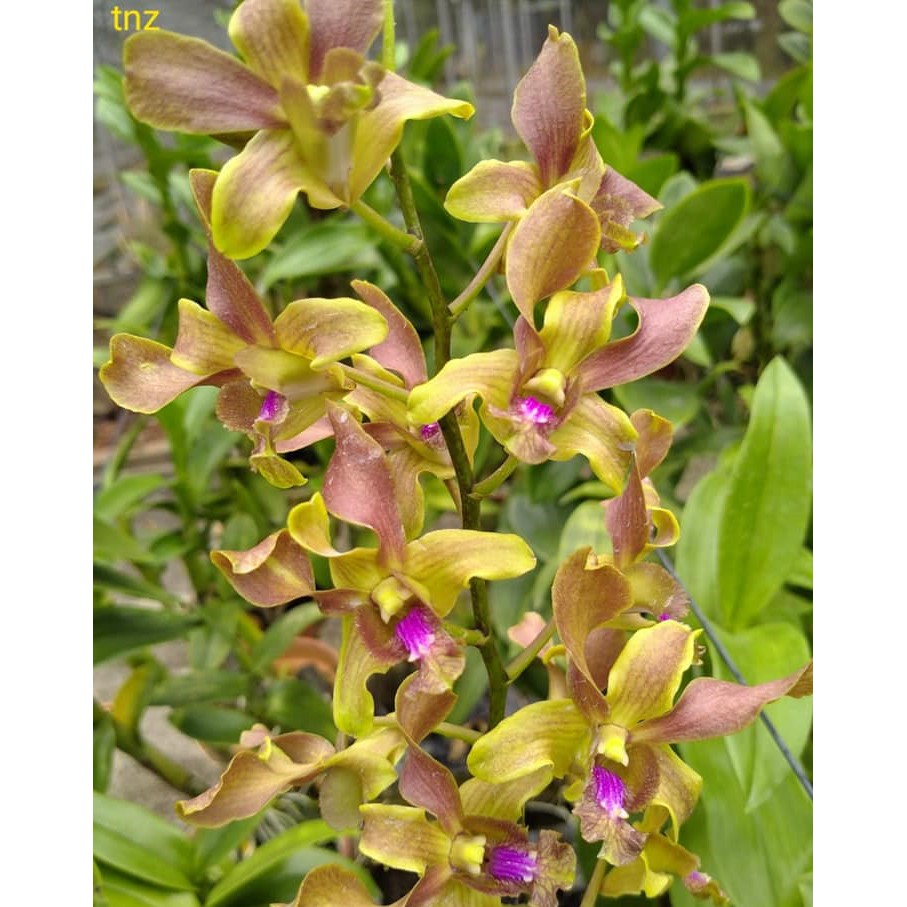 Jual dendrobium tnz dewasa | Shopee Indonesia