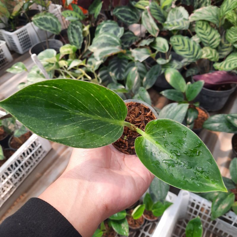 Jual Philo White Princess / Tanaman philodendron / philodendron tanaman ...