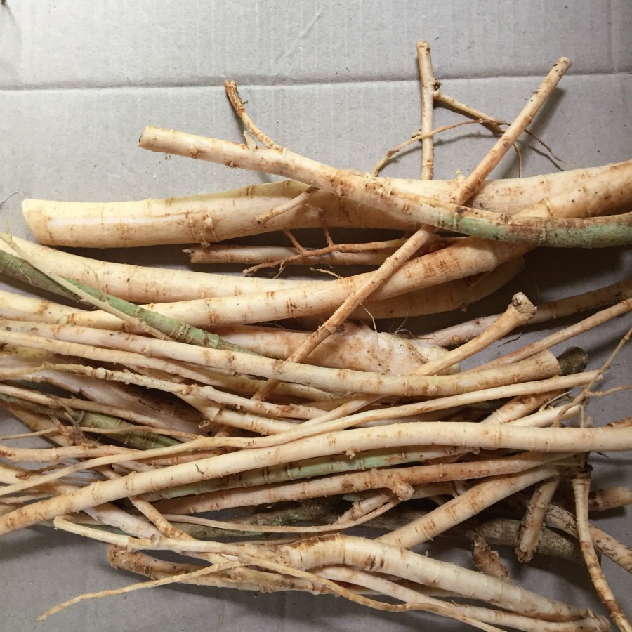 Jual akar pepaya gantung - akar pepaya segar 1kg | Shopee Indonesia