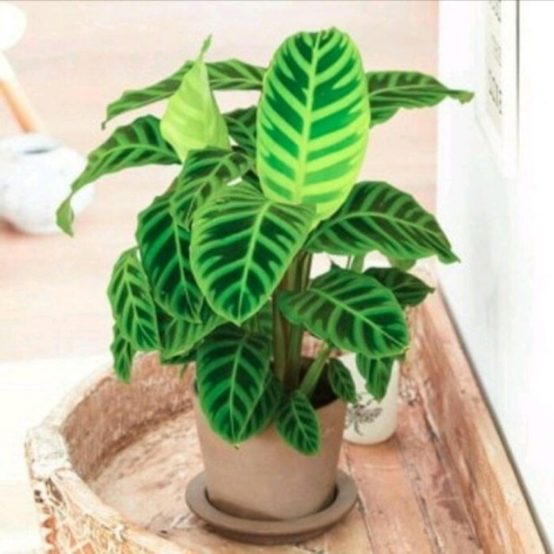 Jual Jual Tanaman Hias Calathea zebrina - pohon calathea sabrina ...