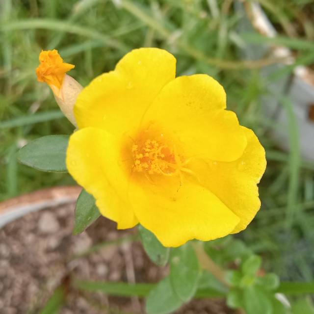 Jual Krokot kuning single petal | Shopee Indonesia