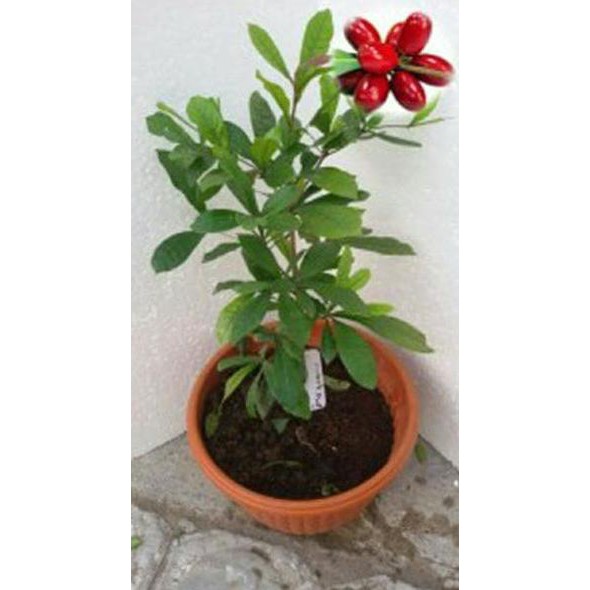 Jual TANAMAN BIBIT BUNGA ROSELA / TUMBUHAN ROSELLA p4g | Shopee Indonesia