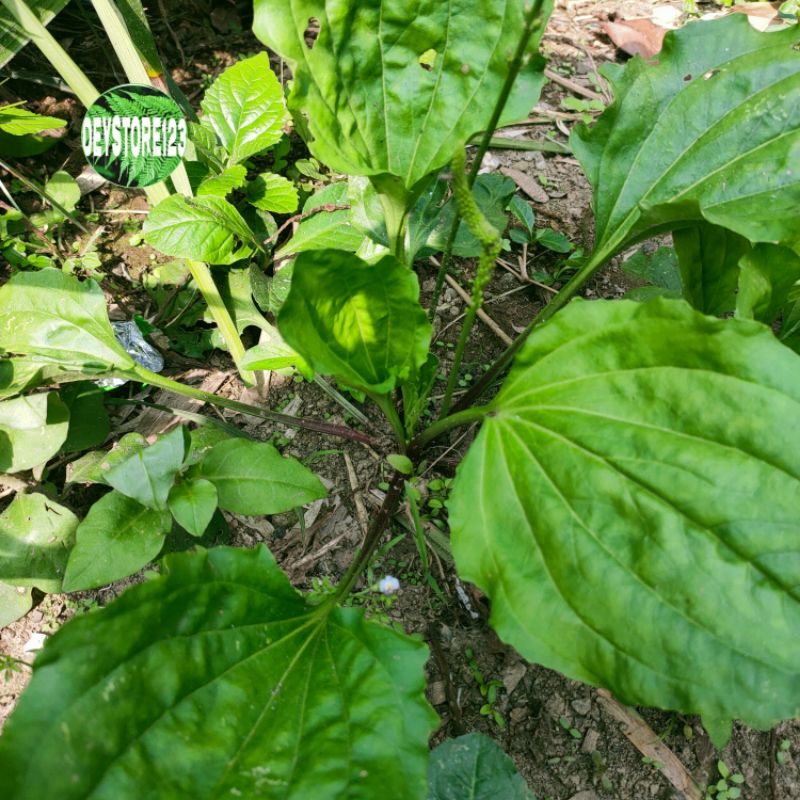 Jual DAUN KI URAT\DAUN SENDOK SEGAR 500 GRM BARU PETIK | Shopee Indonesia