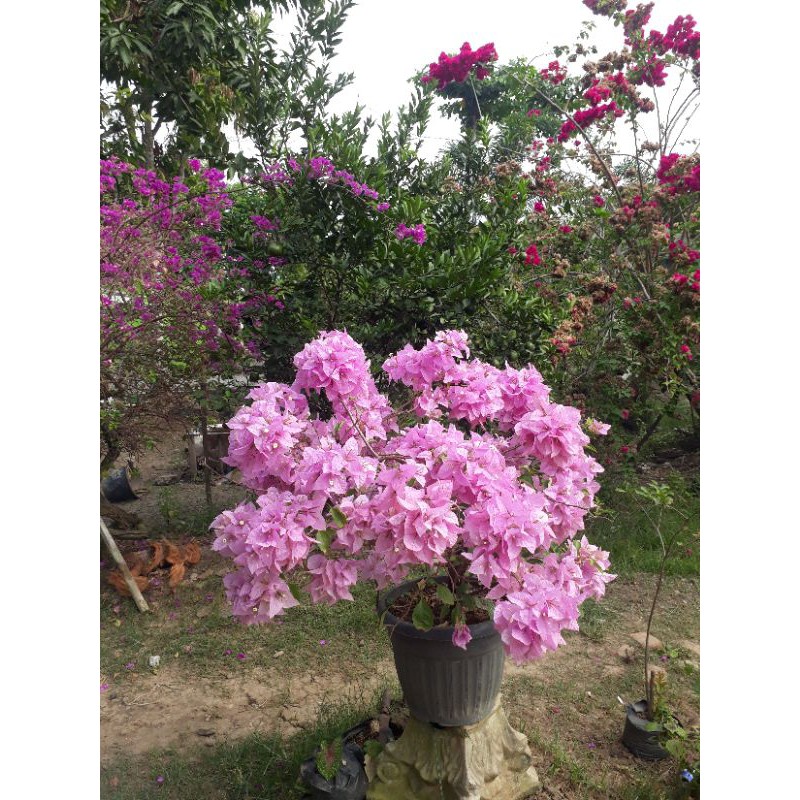 Jual Bugenvil ungu bangkok / bibit ori | Shopee Indonesia