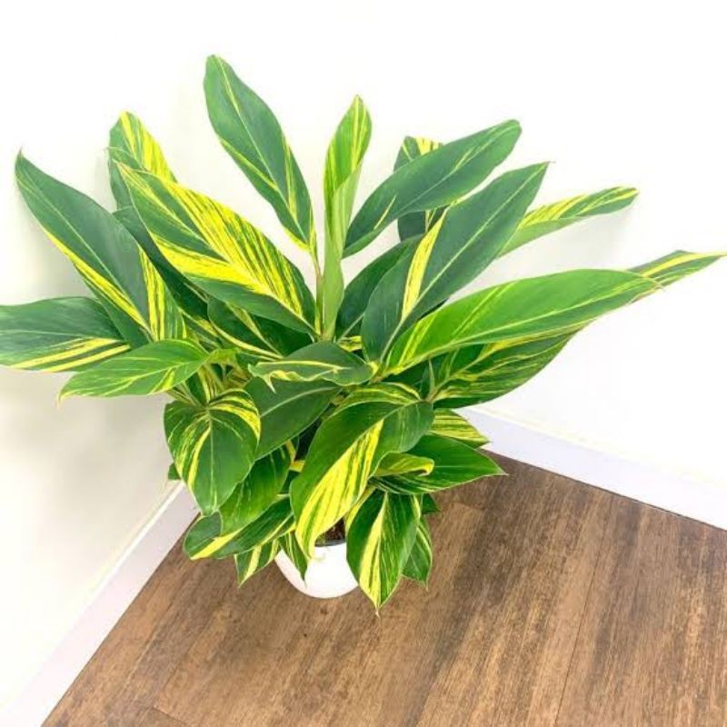 Jual Calathea Alpinia Zerumbet Variegata - Varigated shell ginger plant ...