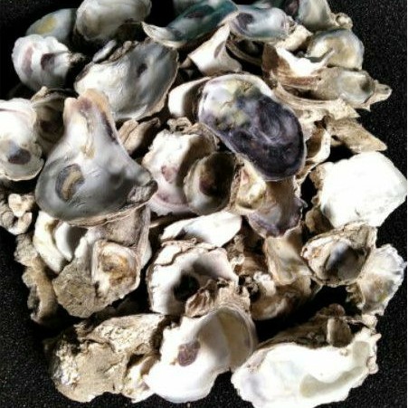 Jual CANGKANG OYSTER SHELL KULIT KERANG TIRAM MEDIA FILTER KOLAM KOI ...
