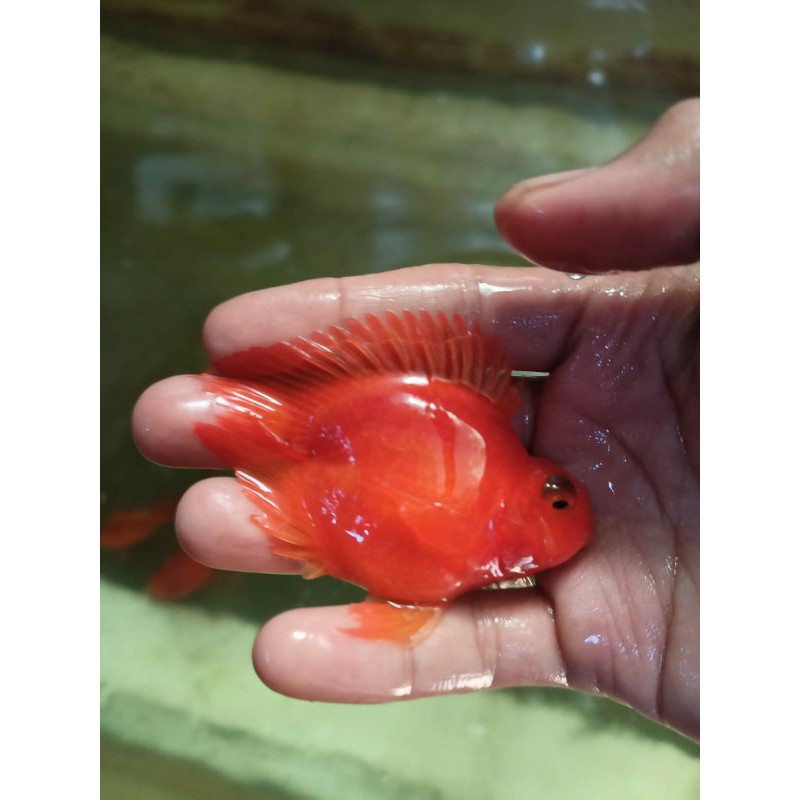 Jual ikan perot buntut / parrot | Shopee Indonesia