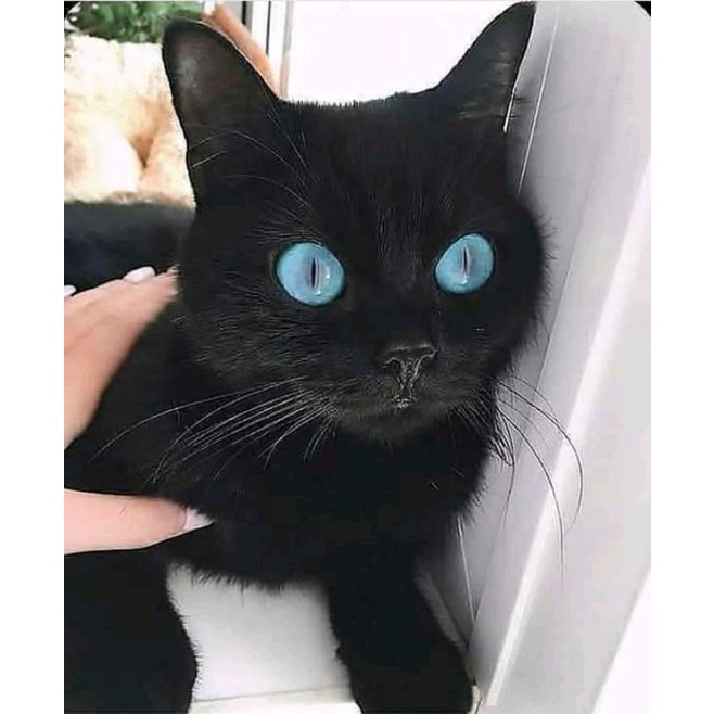 Jual LANGKA MATA BIRU (BULU HITAM/BLUE/CALICO) KUCING KITTEN PERSIA ...