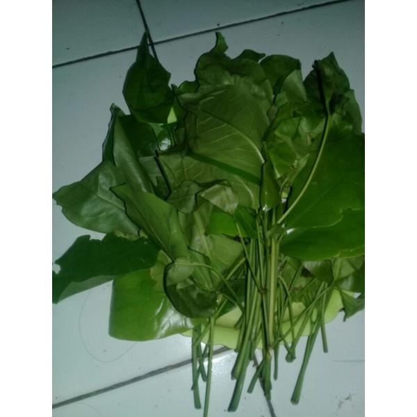 Jual daun melinjo muda/daun so | Shopee Indonesia