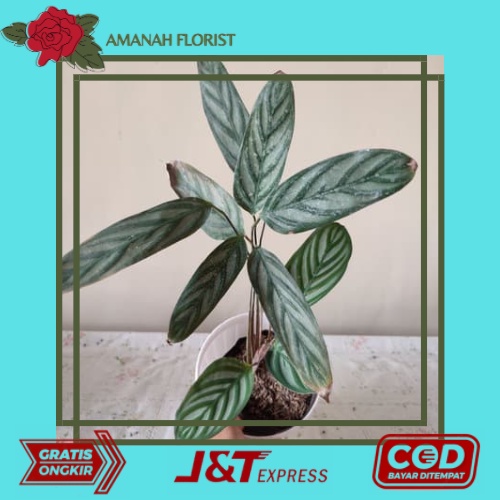 Jual Bunga Kalatea Tanaman Hias Calathea Ctenanthe Oppenheimiana Bunga ...
