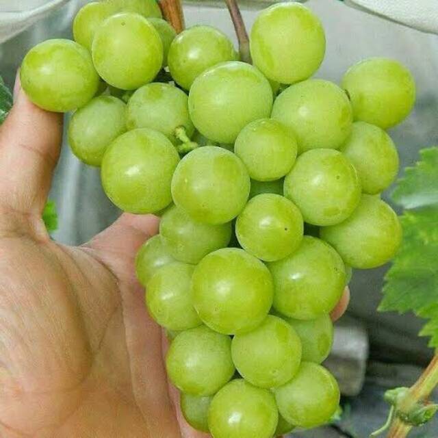 Jual BIBIT ANGGUR IMPORT SHINE MUSCAT JAPAN ORI (hasil stek grafting ...