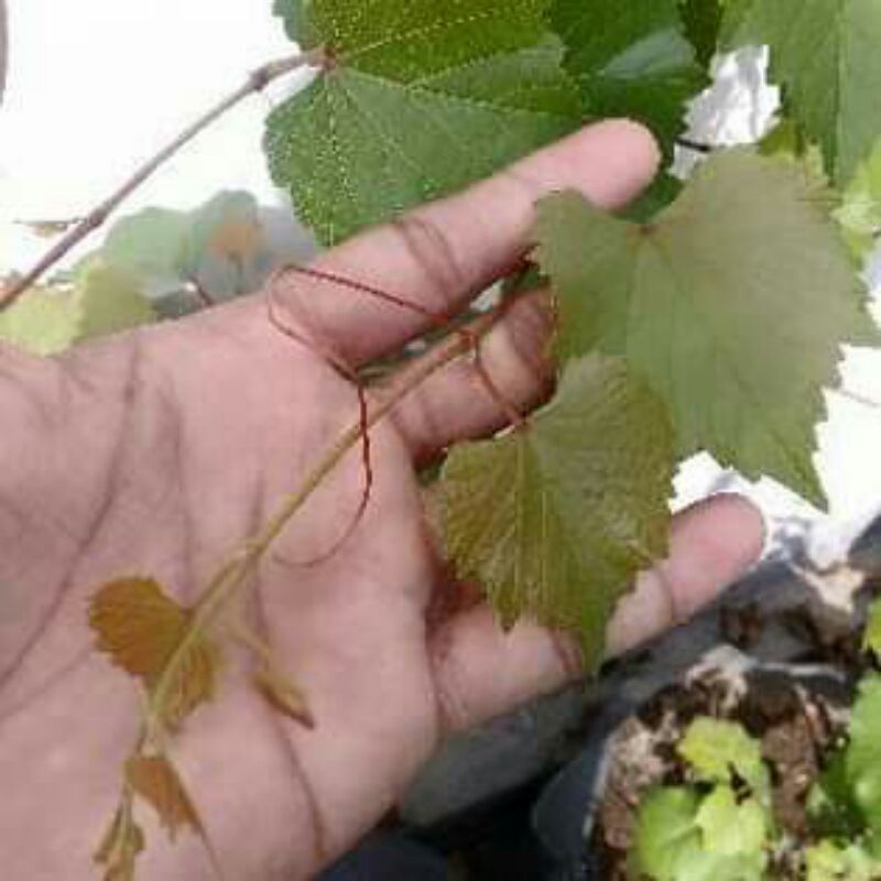 Jual entress minotaur (grapevine rootstock) | Shopee Indonesia