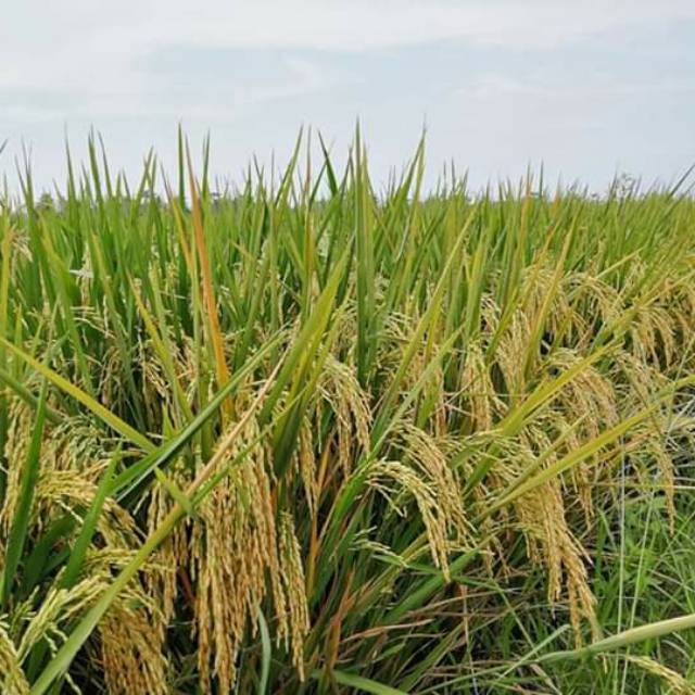 Jual Biji Padi Unggul Bibit Sunggal 5kg | Shopee Indonesia