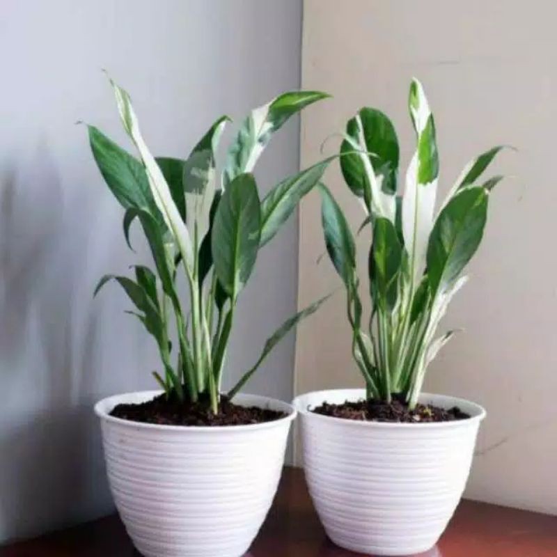 Jual Pace lily varigata/tanaman hias face lily varigata, spatupilum ...