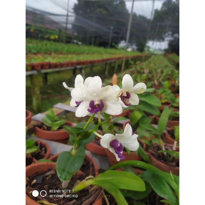 Jual Anggrek Dendrobium Putih lidah ungu - Tanaman hias hidup - Bunga ...