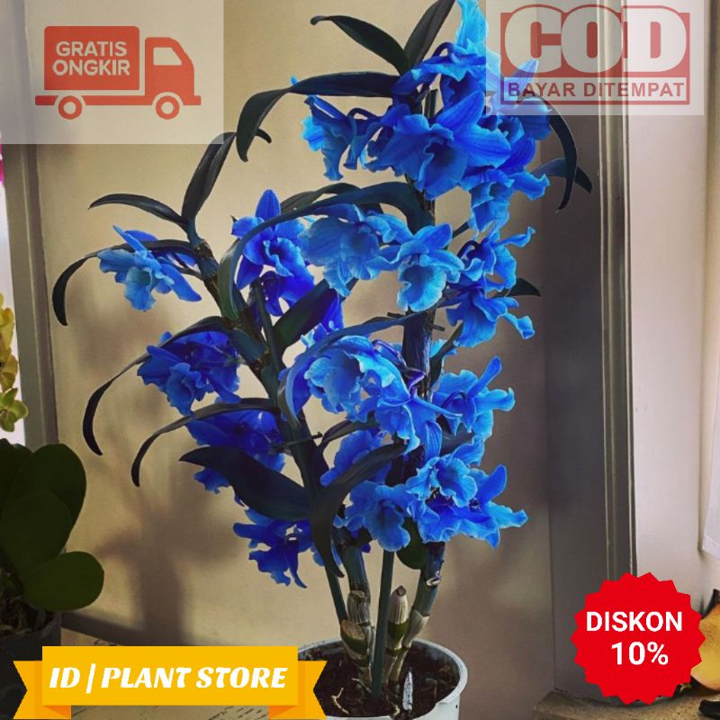 Jual Anggrek Dendrobium Dewasa Bunga Blue Ice -sudah knop/spike-sudah ...