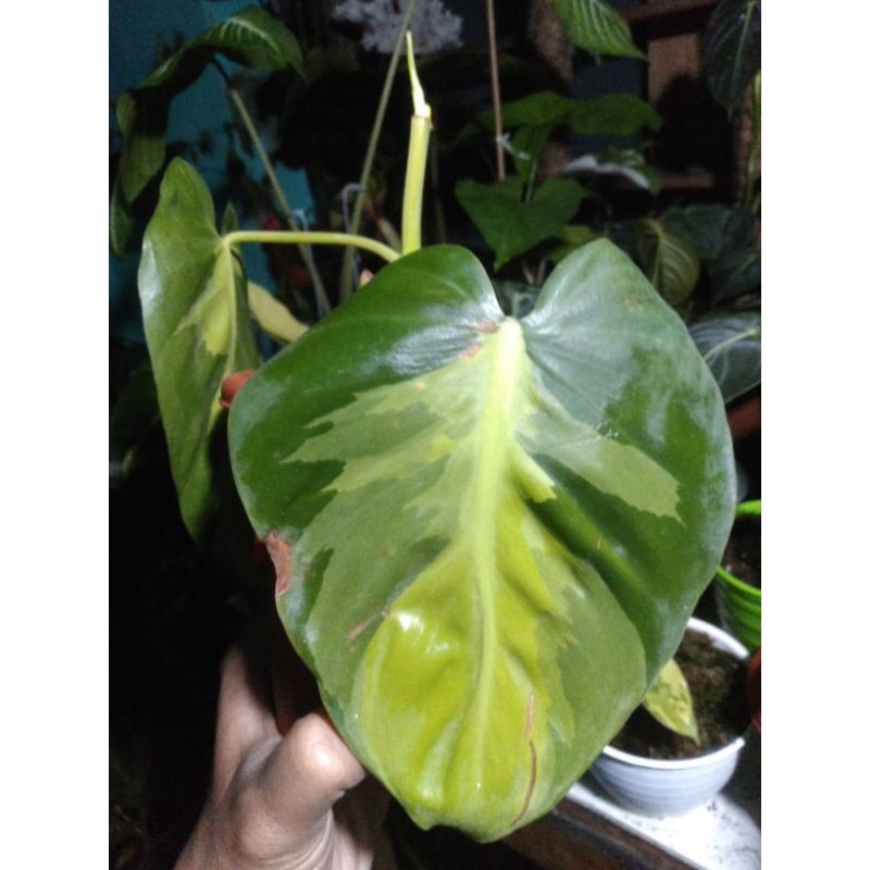 Jual philodendron gabby philo gaby brazil vatigata cream splash ...