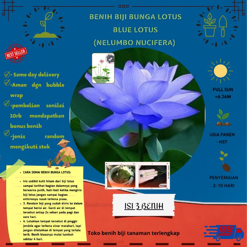 Jual 3 blue lotus seeds waterlily seed lotus flower seed Gorgeous ...