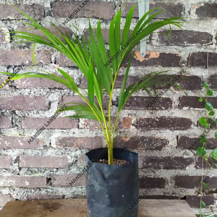 Jual Tanaman Hias Bibit Palem Kuning - Pohon Palm Kuning | Shopee Indonesia