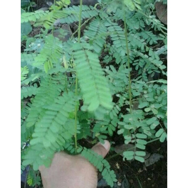 Jual bibit tanaman herbal saga rambat / pohon saga herbal - tanaman ...