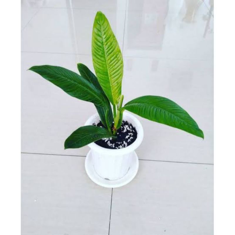 Jual linete ekonomis | Shopee Indonesia