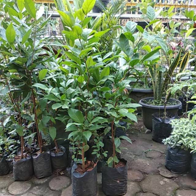 Jual Asem Londo Belanda Asam Kranji | Shopee Indonesia