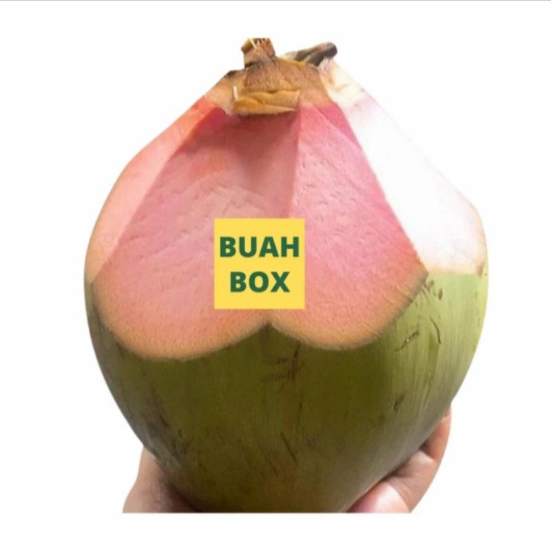 Jual Buah Kelapa Hijau Ijo Asli Fresh Segar Untuk Obat 1 Buah Bisa Dikirim Hari Ini | Shopee ...