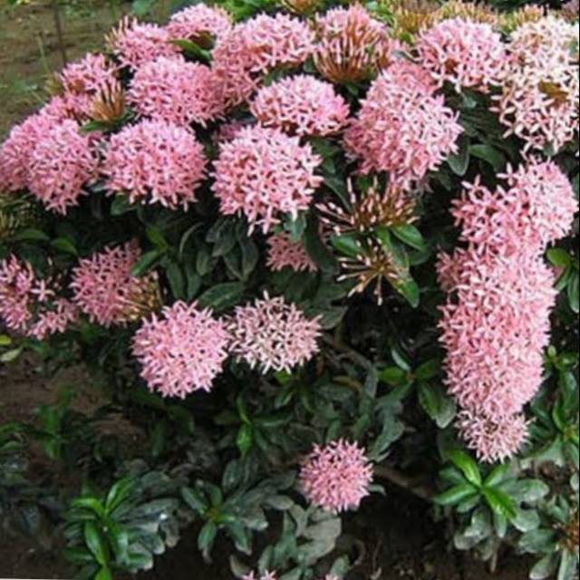 Jual Tanaman hias bunga asoka/soka warna pink ( Dwarf Ixora pink ...