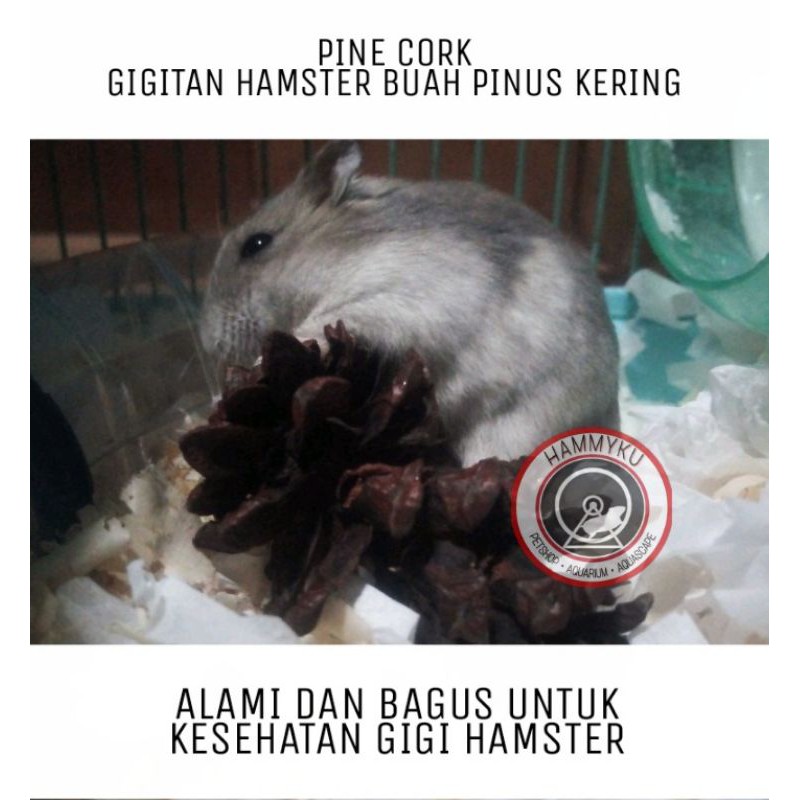 Jual HAMSTER - GIGITAN STONE HAMSTER - MINERAL STONE - GNAWING STONE ...