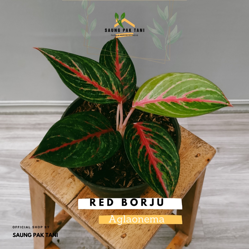 Jual Red Borju Aglaonema | Shopee Indonesia