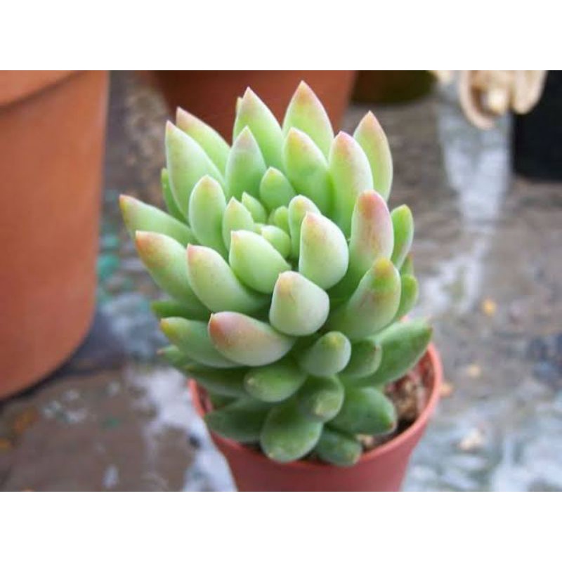 Jual Sukulen Sedeveria Harry Butterfield/Sedum harry butterfield/Super ...