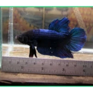 Jual ikan cupang bagan Harga Terbaik & Termurah Juni 2024 | Shopee ...