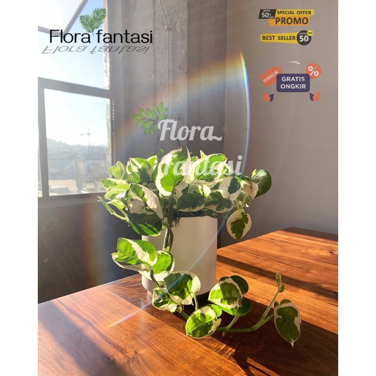 Jual tanaman sirih gading varigata (Tanaman hias hidup indoor murah ...