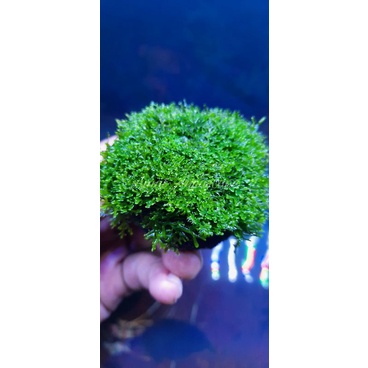 Jual WABIKUSA RICARDIA | RICARDIA MOSS | TANAMAN AQUARIUM AQUASCAPE ...