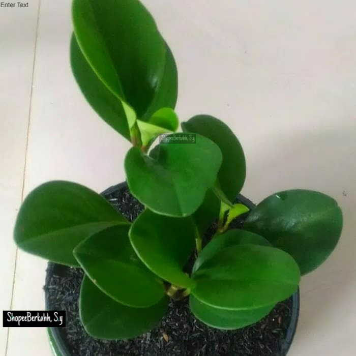 Jual tanaman hias taplan jade plan/peperomia hijau/money tree | Shopee ...