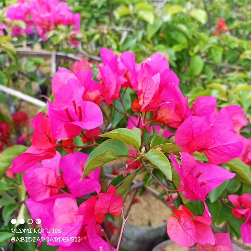 Jual STEK BATANG BUGENVILE BUNGA MERAH LAMPUNG (PINK LAMPUNG) | Shopee ...