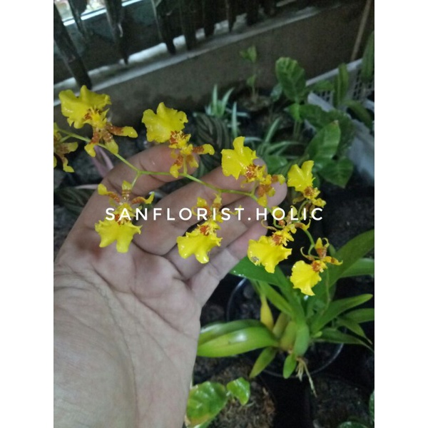 Jual Anggrek Onchi / Anggrek Oncidium / Anggrek Oncidium Golden Shower | Shopee Indonesia