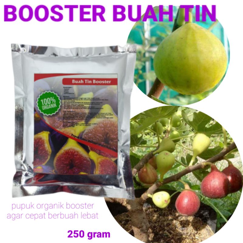 Jual Pupuk booster buah tin agar cepat berbuah lebat mencegah kerontokan bunga mempercepat ...
