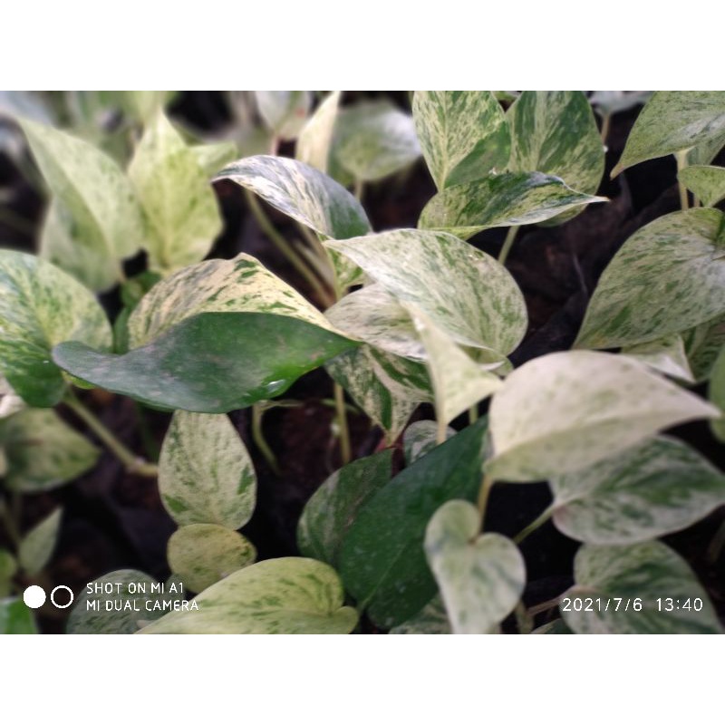 Jual monstera sirih marble | Shopee Indonesia