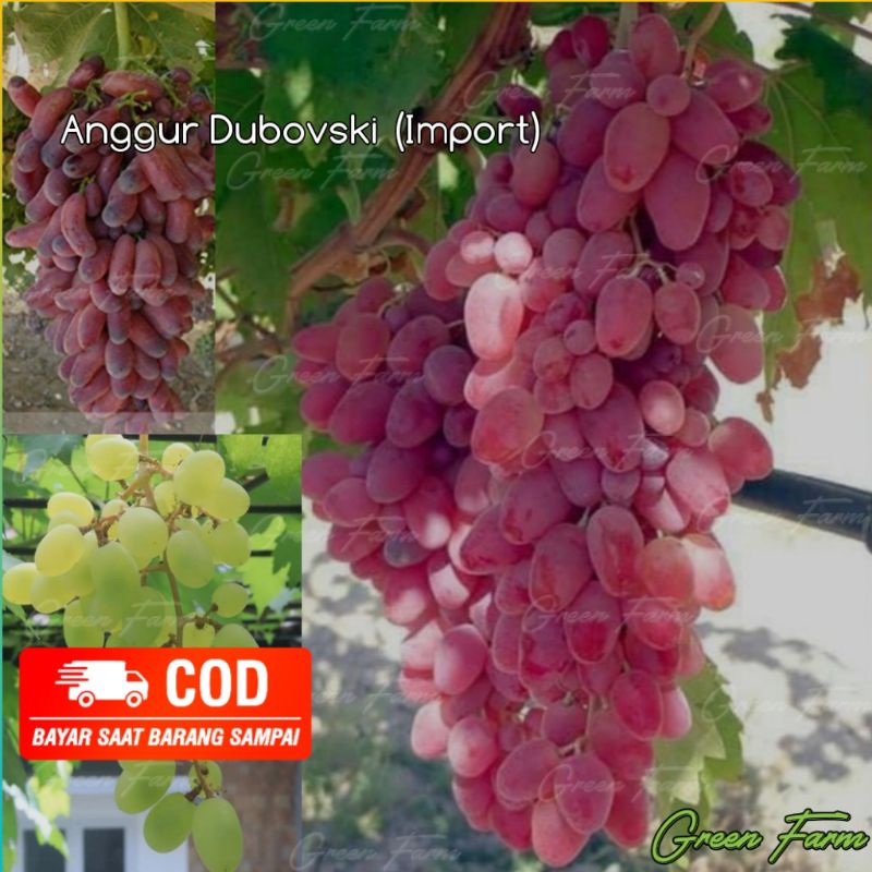 Jual Bibit Anggur Import Banana / Anggur Akademik / Anggur ninel ...