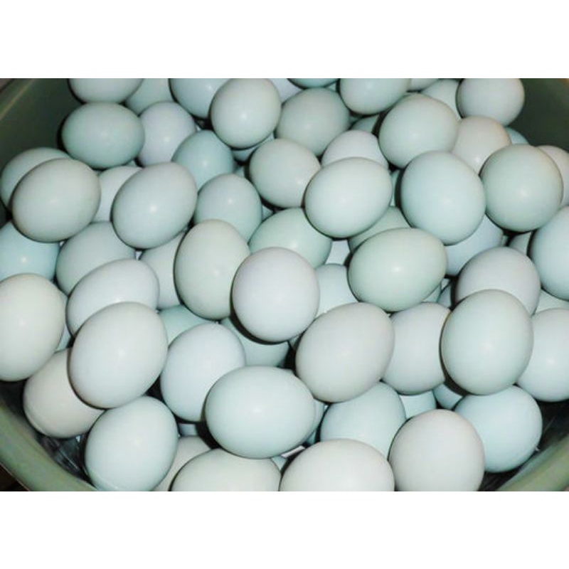Jual telur bebek 100% fertil atau bisa juga untuk telur bebek asin ...
