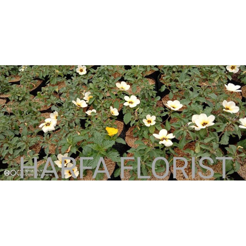 Jual Tanaman hias Bunga Yolanda murah | Shopee Indonesia