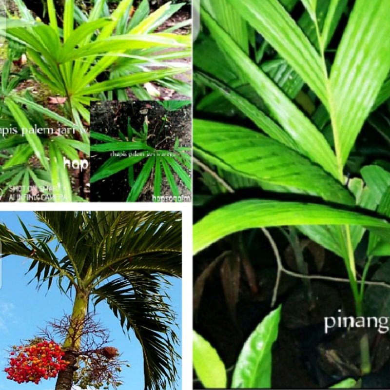 Jual tanaman hias palm Palem jari Waregu Putri Raja Rhapis hias Jambe ...