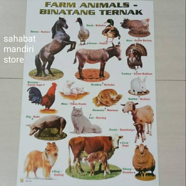 Jual Poster Edukasi Anak Mengenal Binatang Ternak/Farm Animals | Shopee ...
